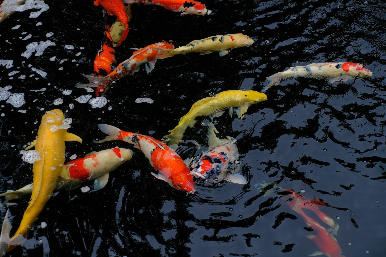 Koi Karpfen: Alles was Sie wissen sollten | KOI PARADISE